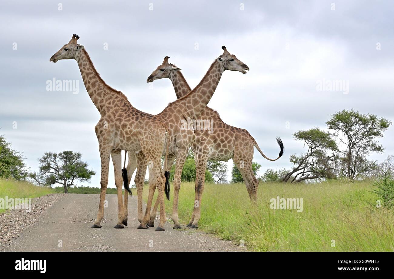 3 Giraffes in road, Kruger National Park, South Africa Stock Photo - Alamy