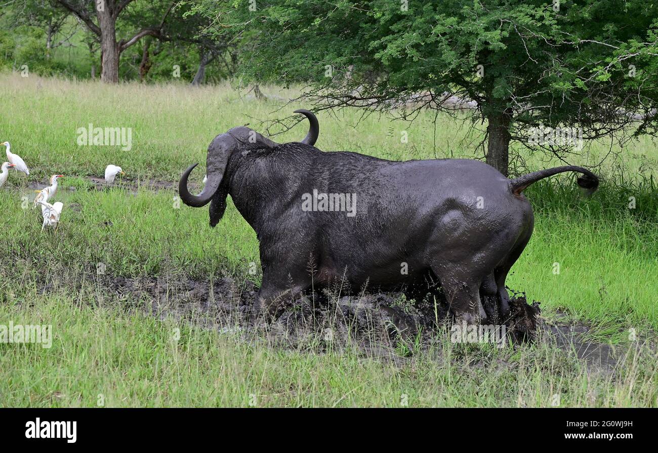 Buffalo grass roots hi-res stock photography and images - Alamy