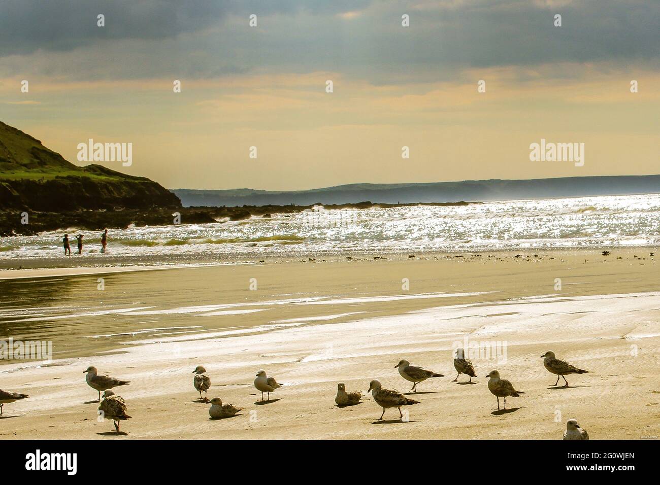 Seaguls on the sand hi-res stock photography and images - Alamy
