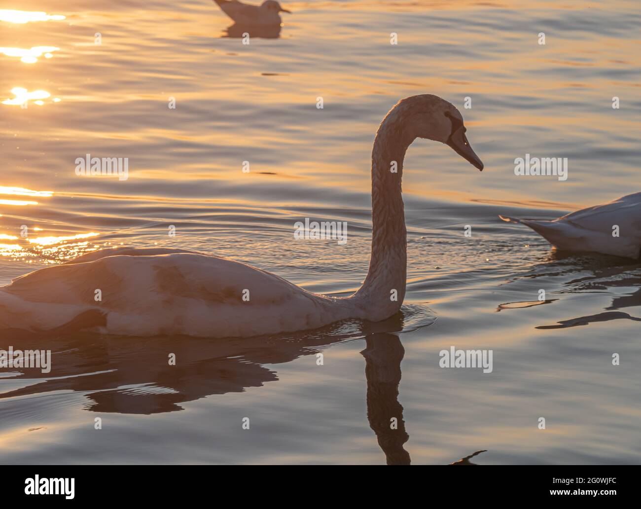 Beautiful View Of A Graceful Swan In Lake Stock Photo - Alamy