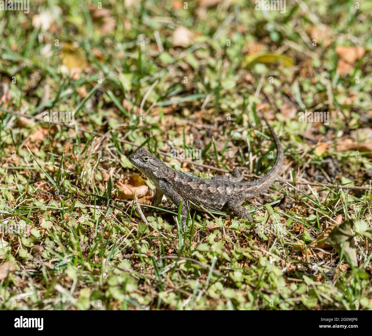 Southern alligator lizard leaf hi-res stock photography and images - Alamy