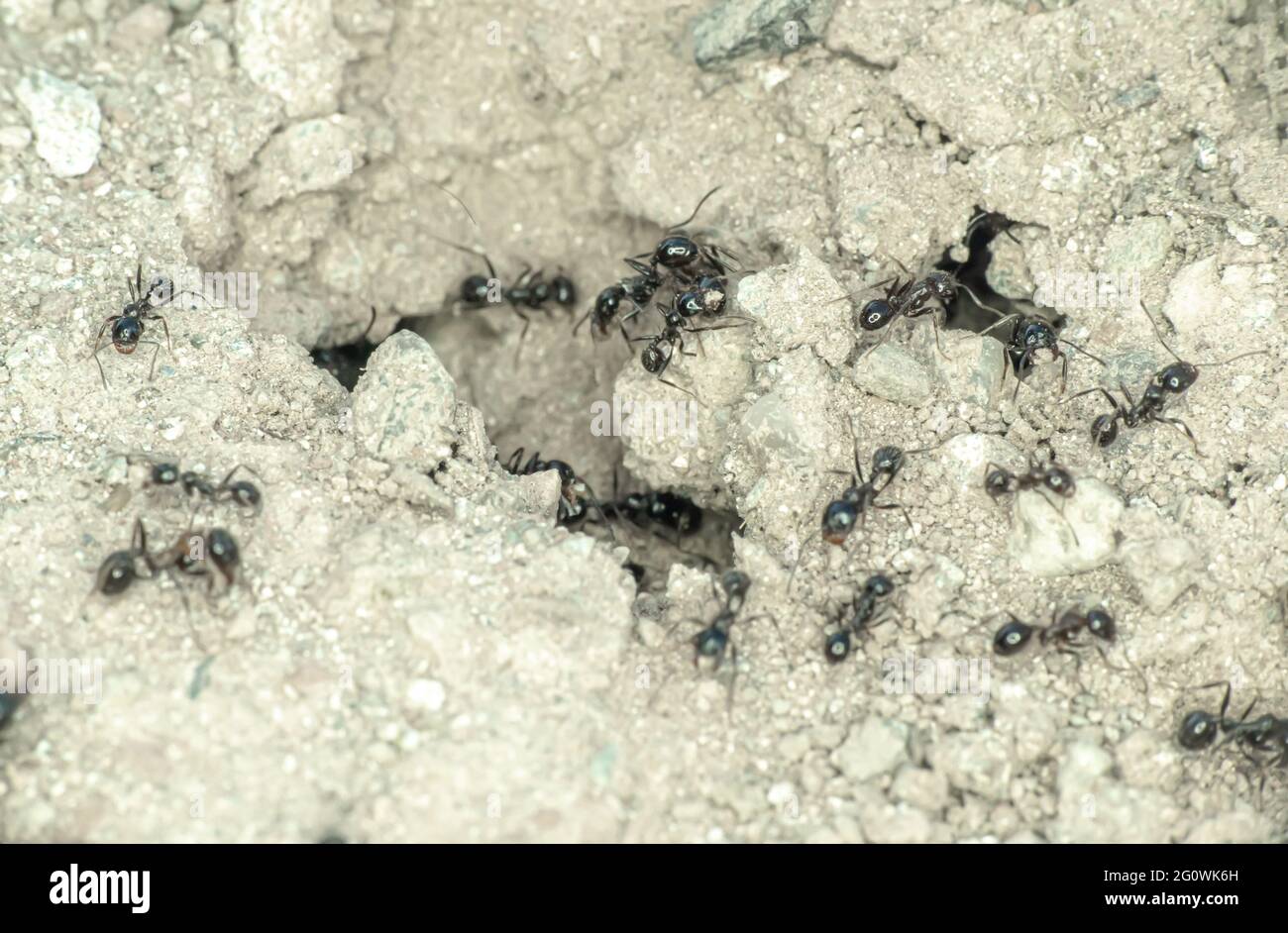 Group of ants on the ground close up Stock Photo - Alamy