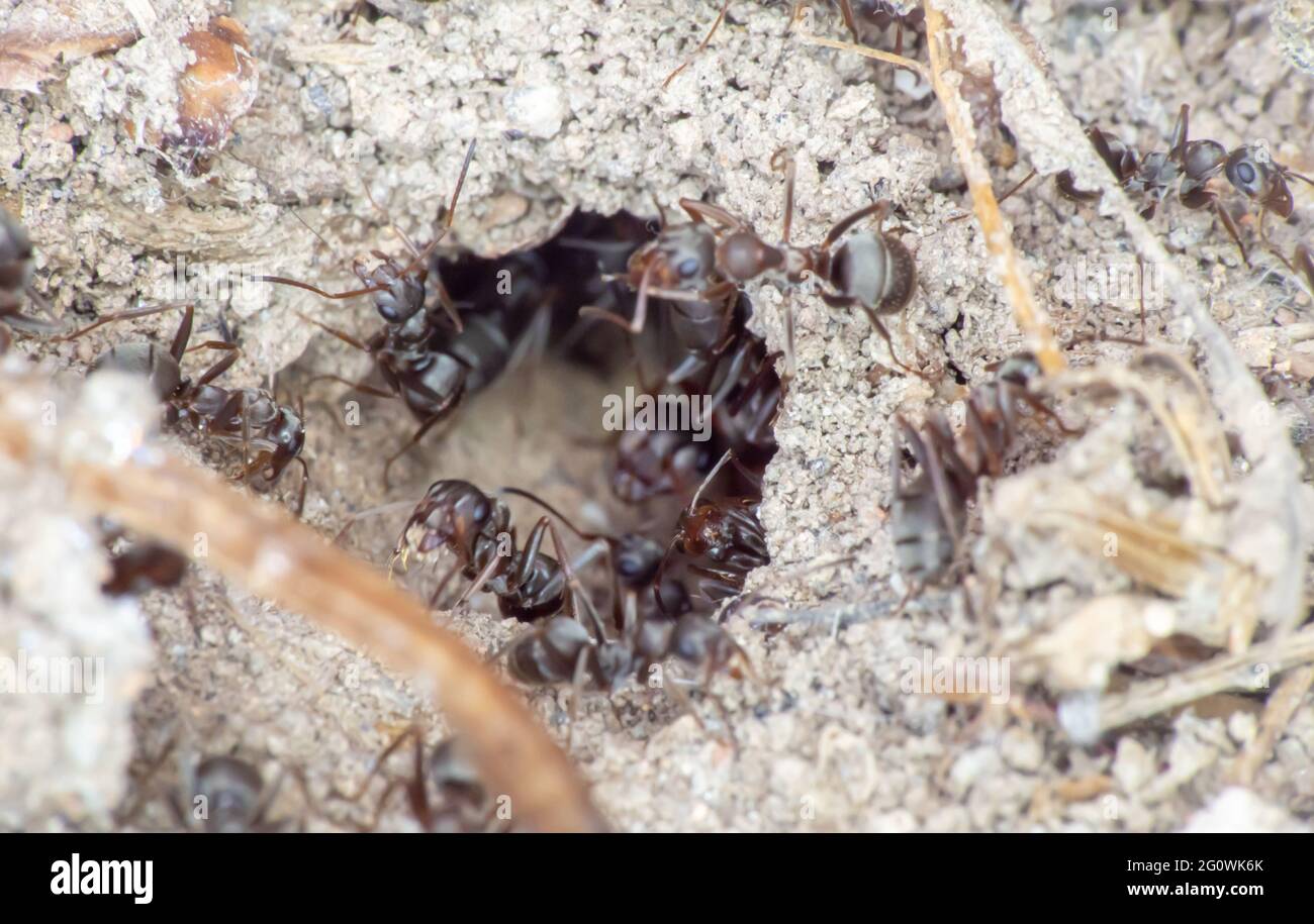 Group of ants on the ground close up Stock Photo - Alamy