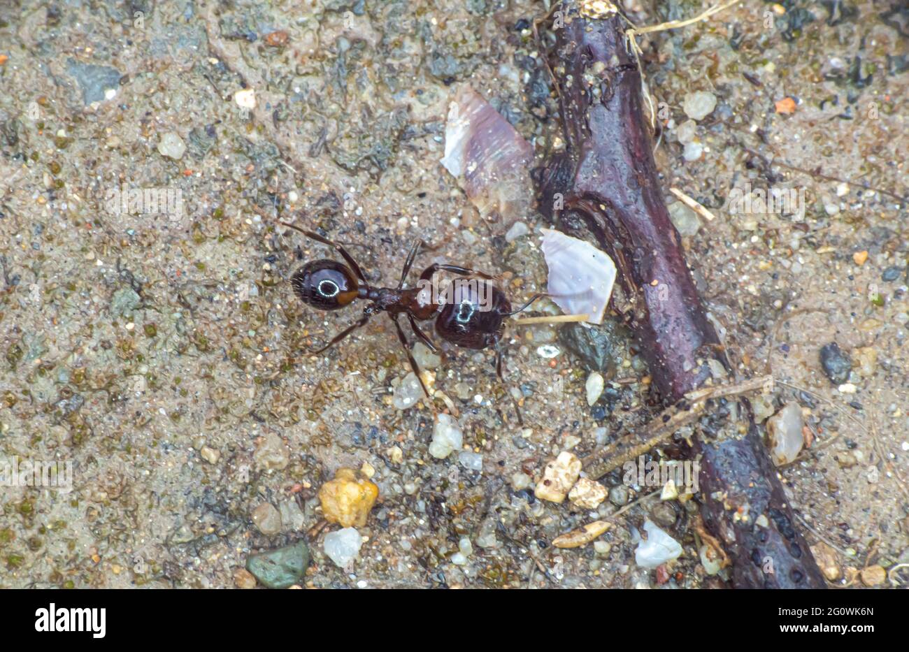 Group of ants on the ground close up Stock Photo - Alamy