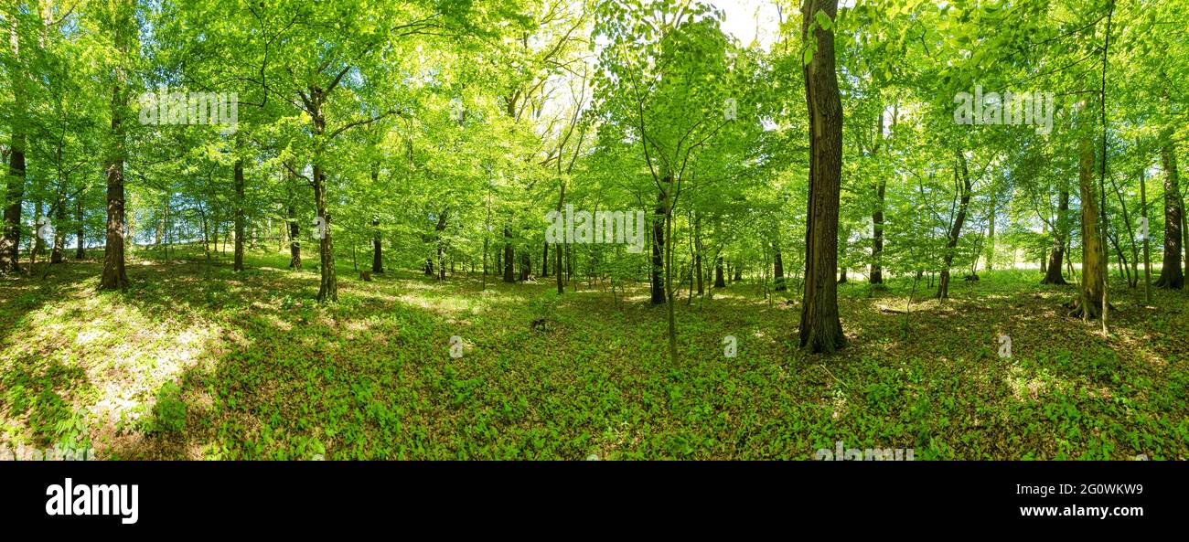 Panoramic landscape view of rolling hills, forests, and fields under ...