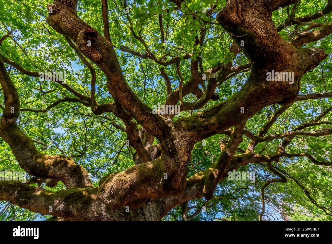 Beautiful huge oak tree hi-res stock photography and images - Alamy