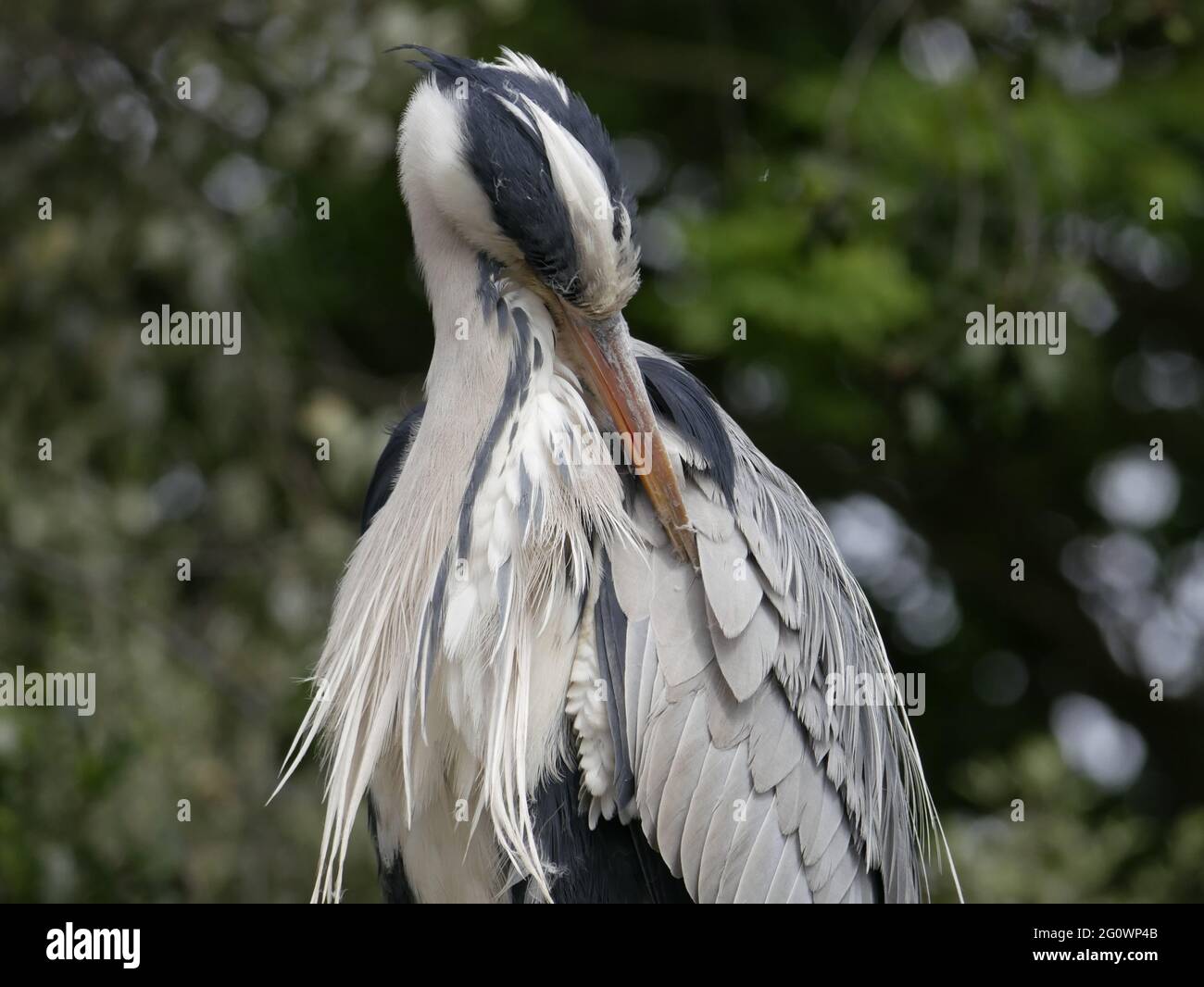 Preening heron hi-res stock photography and images - Alamy