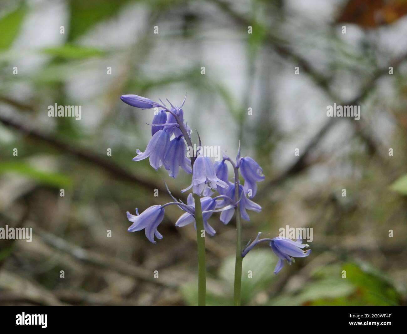 Close up of bluebells hi-res stock photography and images - Alamy
