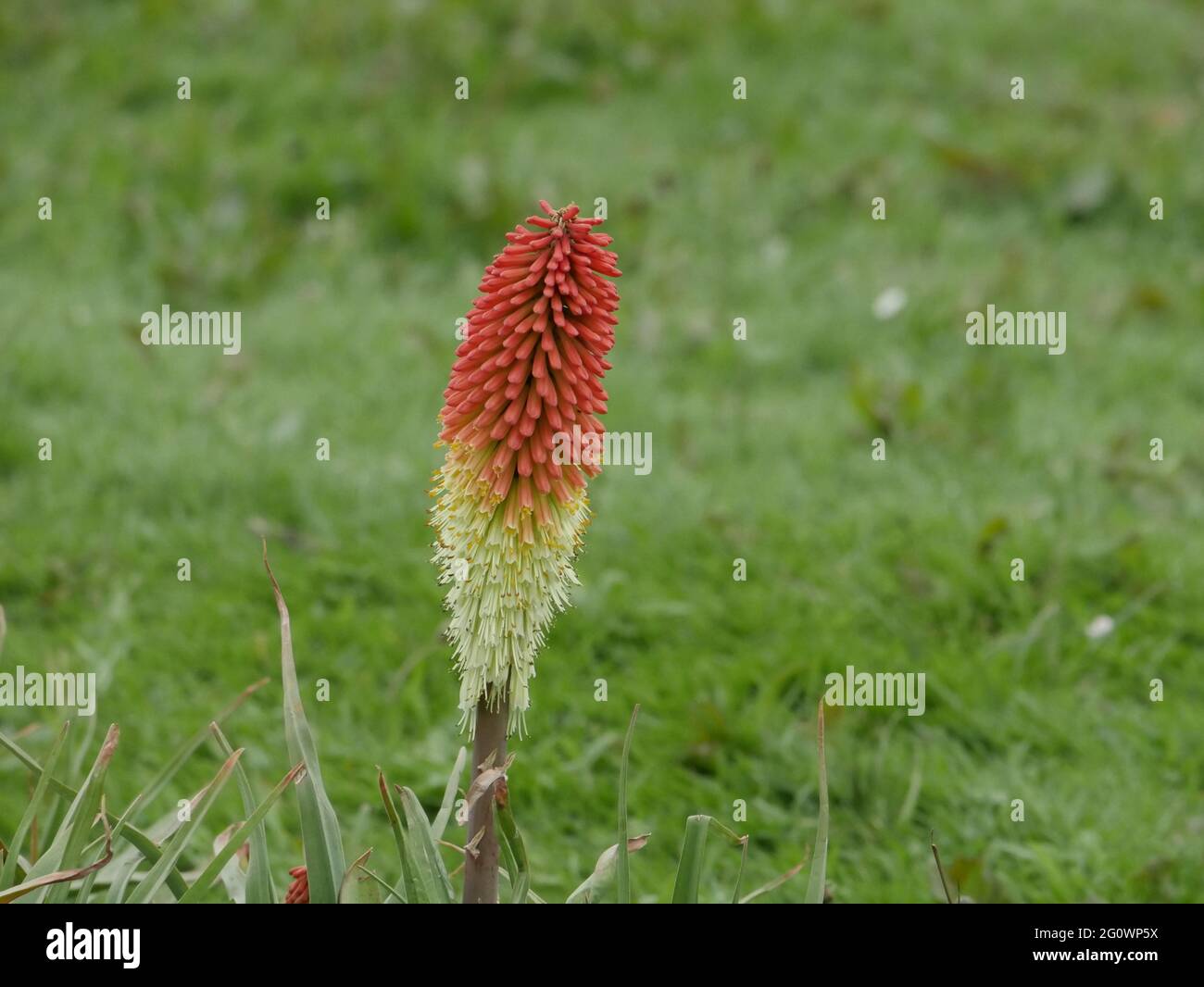 Red kniphofia hi-res stock photography and images - Alamy