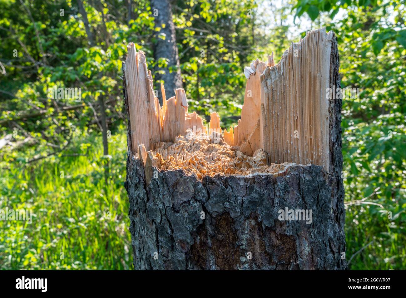 Wood fracture hi-res stock photography and images - Alamy