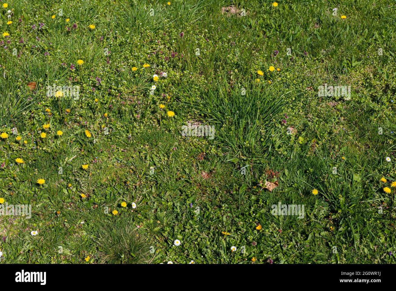 Green field with yellow dandelions top view Stock Photo - Alamy