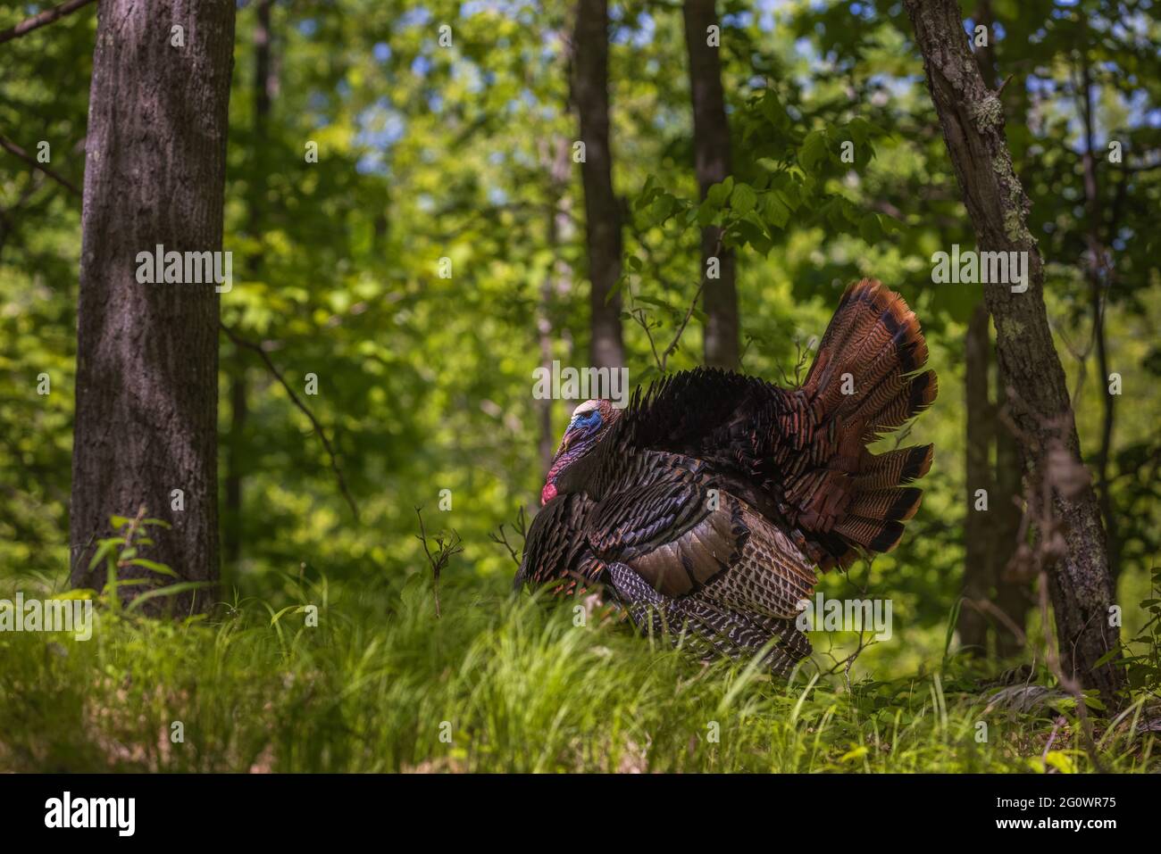 Tom turkey strutting in a northern Wisconsin woodland Stock Photo - Alamy