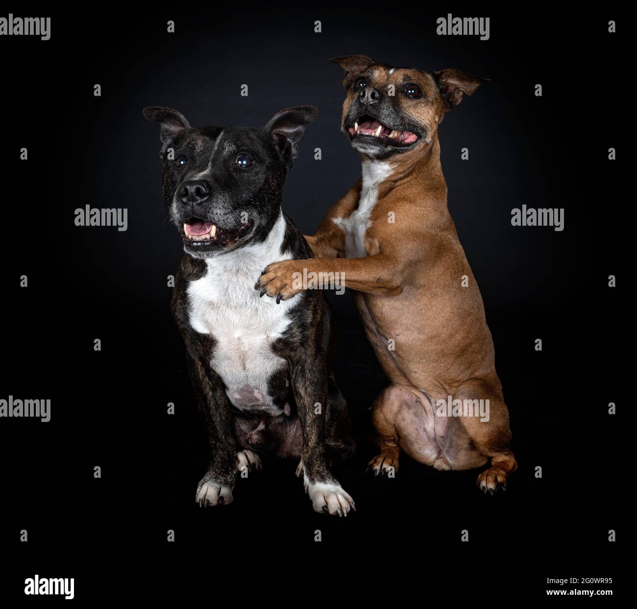 staffordshire bull terriers in front of black background Stock Photo ...