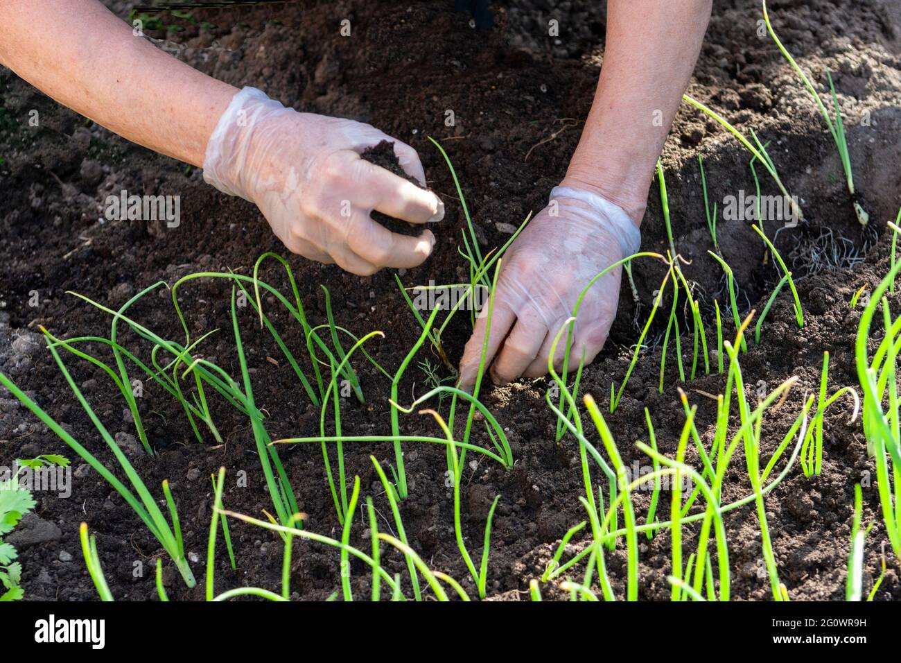 Spring onion seedlings hi-res stock photography and images - Alamy