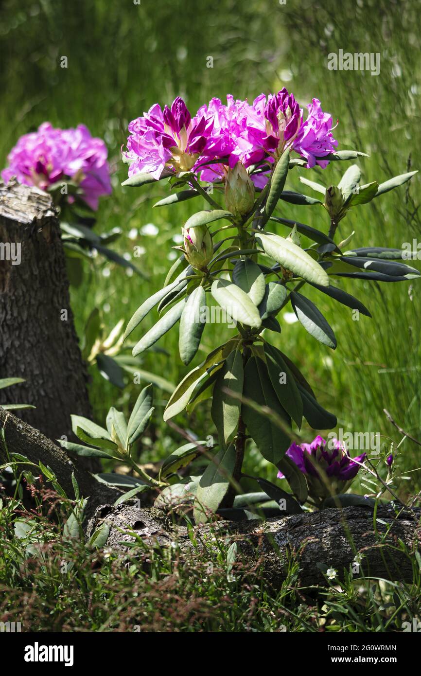 Crow jumping on one leg Stock Photo - Alamy