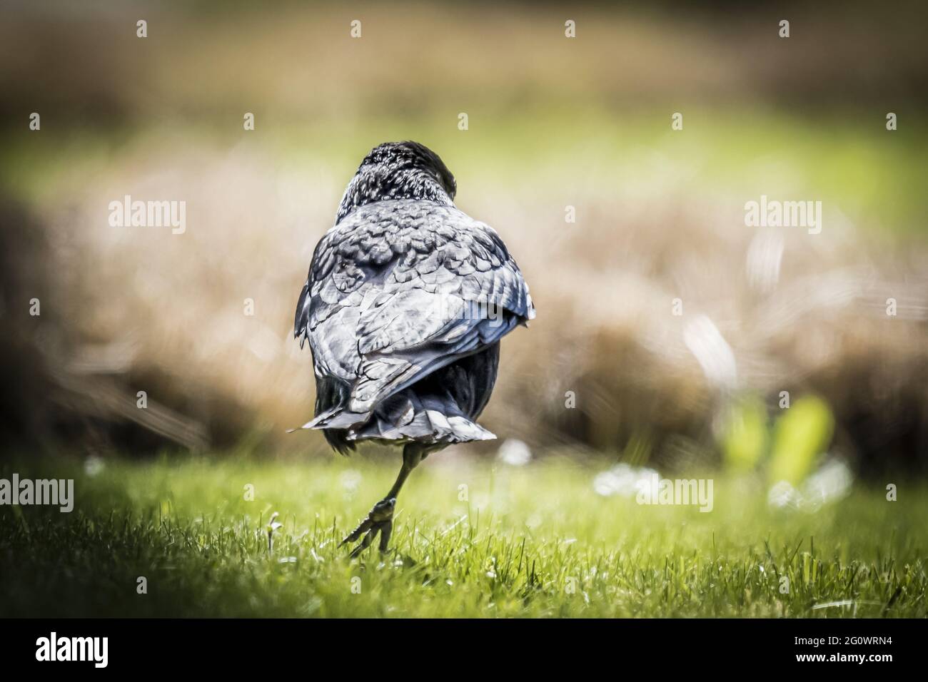 Crow with only one leg jumping sideways Stock Photo - Alamy