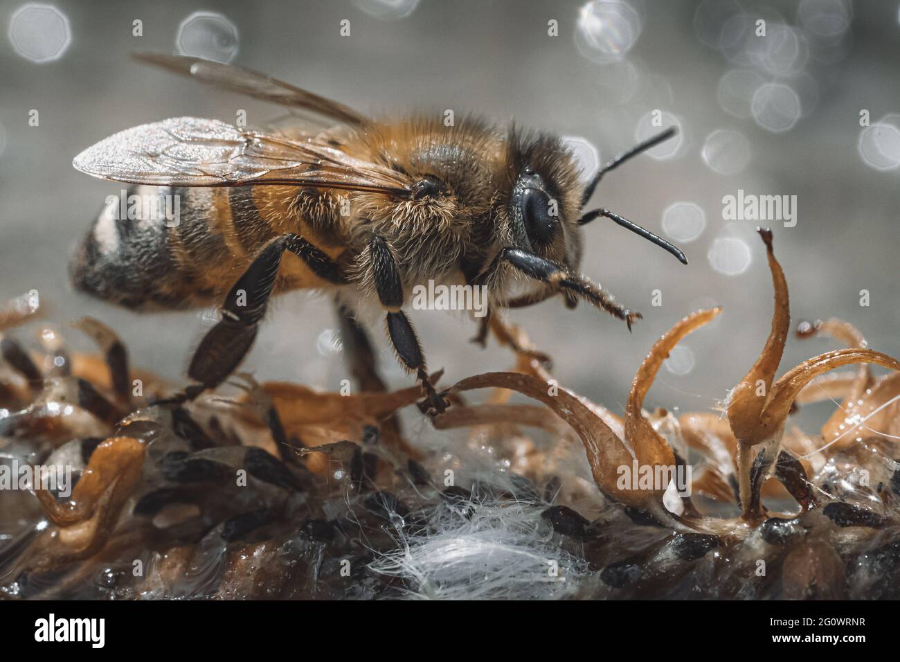 Bee drinking water from wet soil macro shot Stock Photo - Alamy