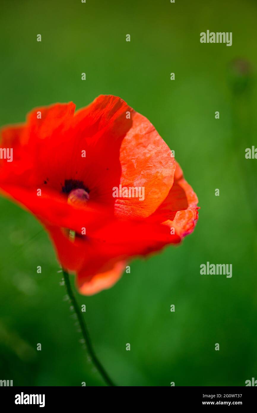 Scarlet Poppy High Resolution Stock Photography and Images - Alamy