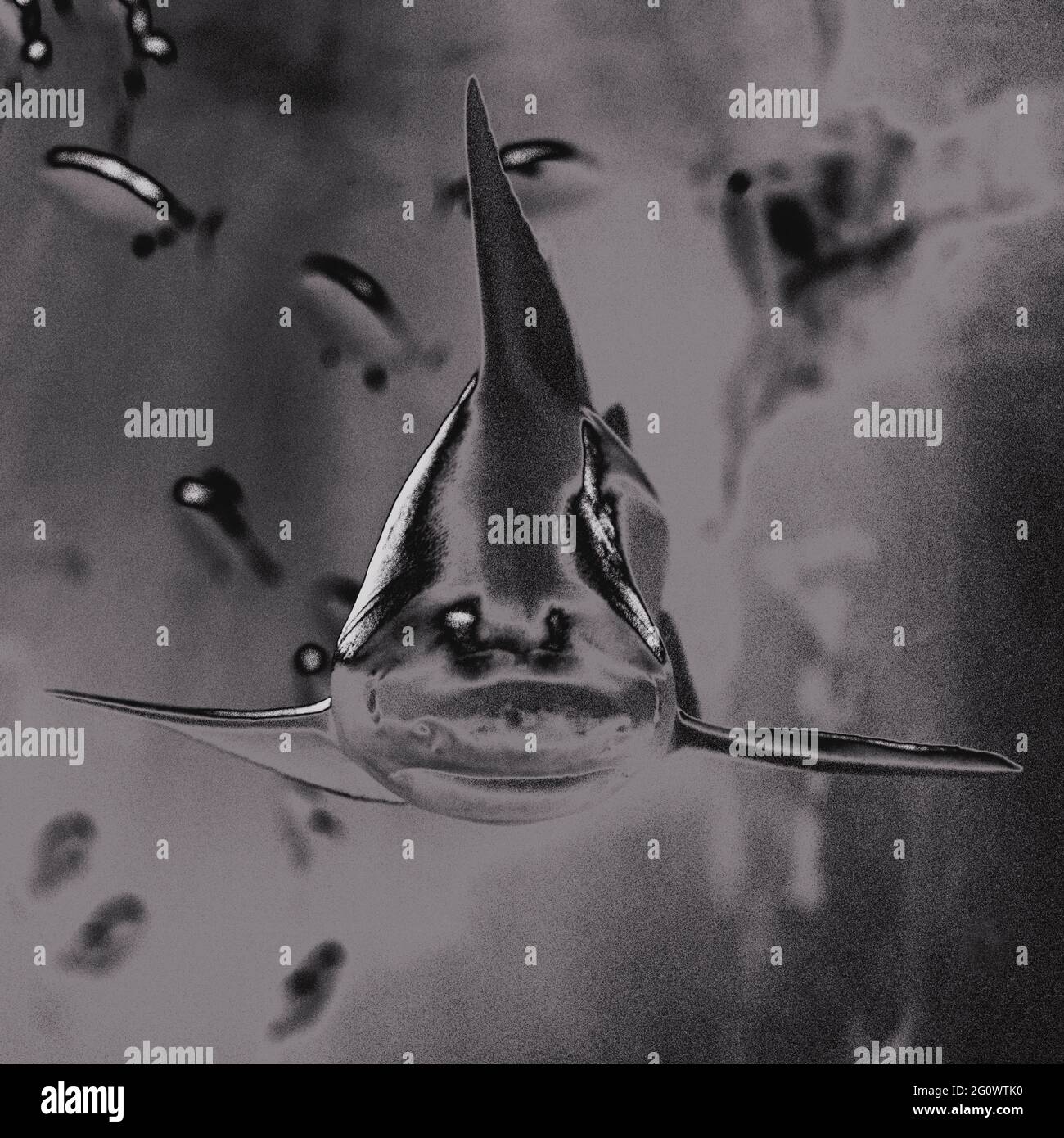 Shark scales dermal denticles hi-res stock photography and images - Alamy