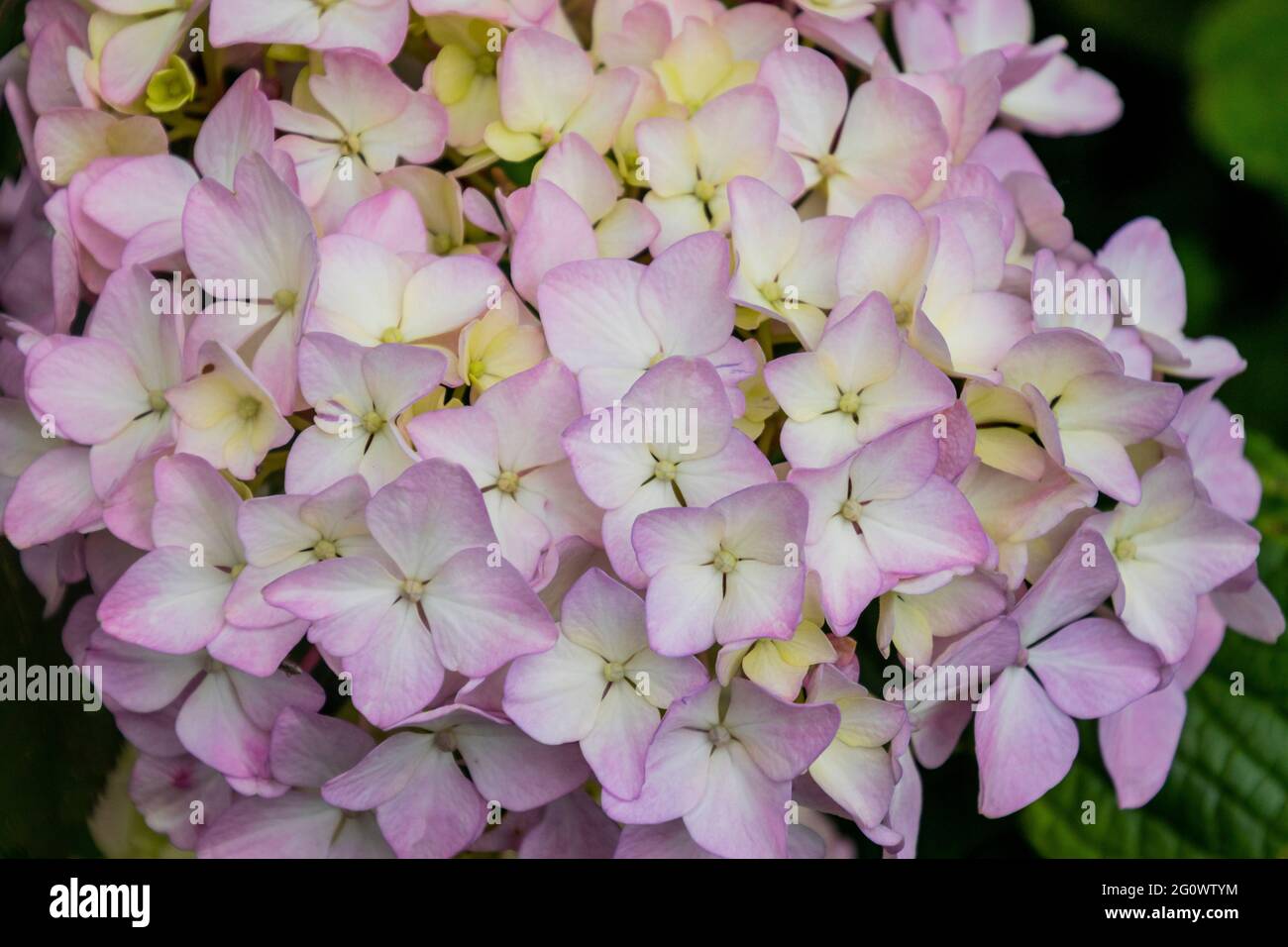 Hydrangea flowers in a park Stock Photo - Alamy