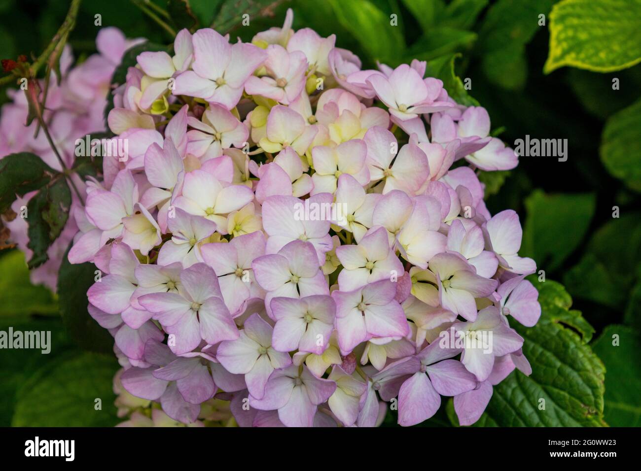 Nantucket island hydrangea hi-res stock photography and images - Alamy