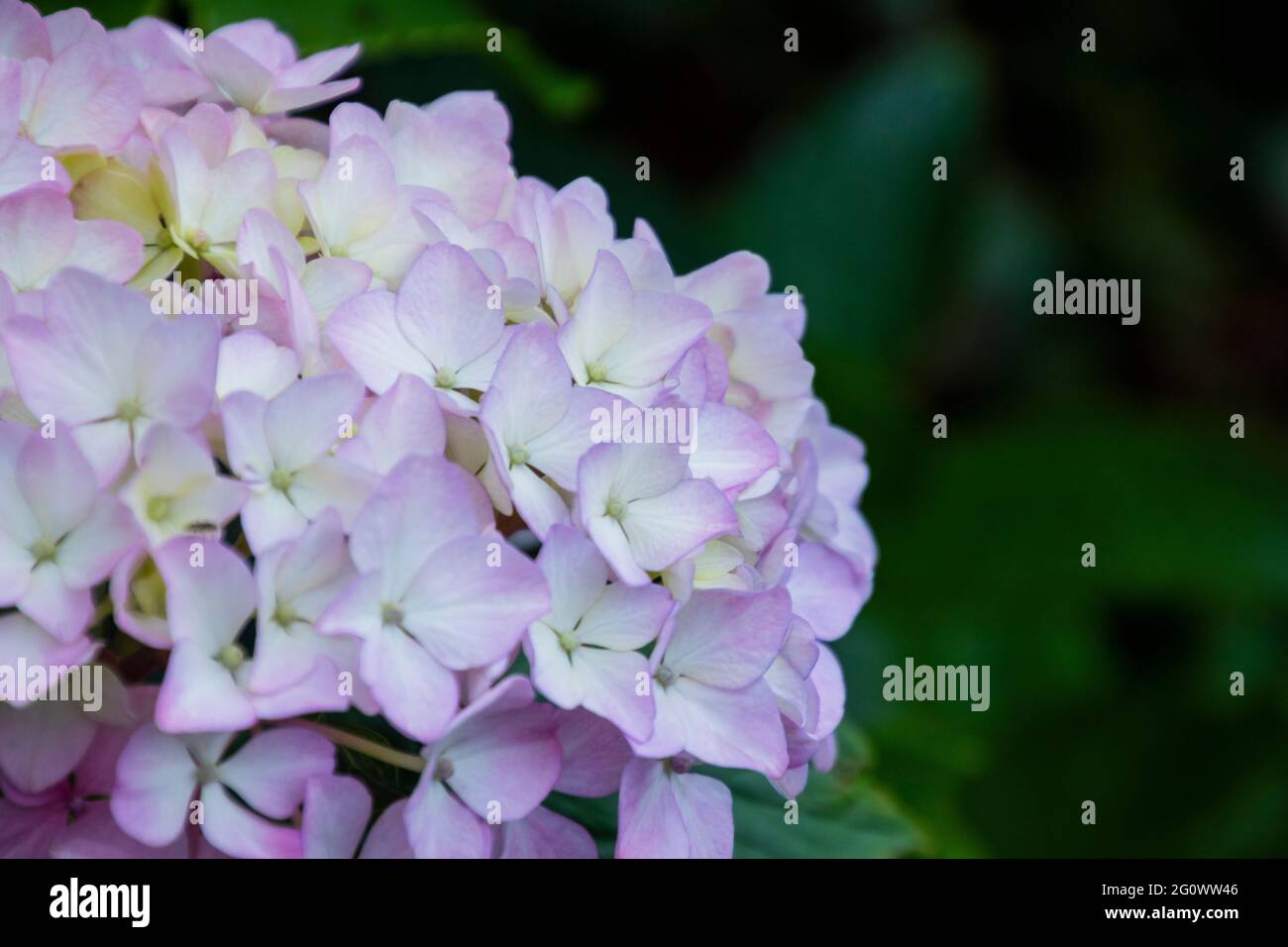 Hydrangea nantucket garden hi-res stock photography and images - Alamy