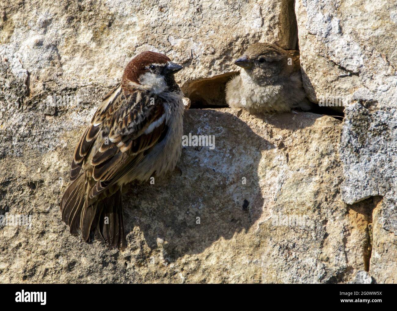 Crack of sparrows hi-res stock photography and images - Alamy