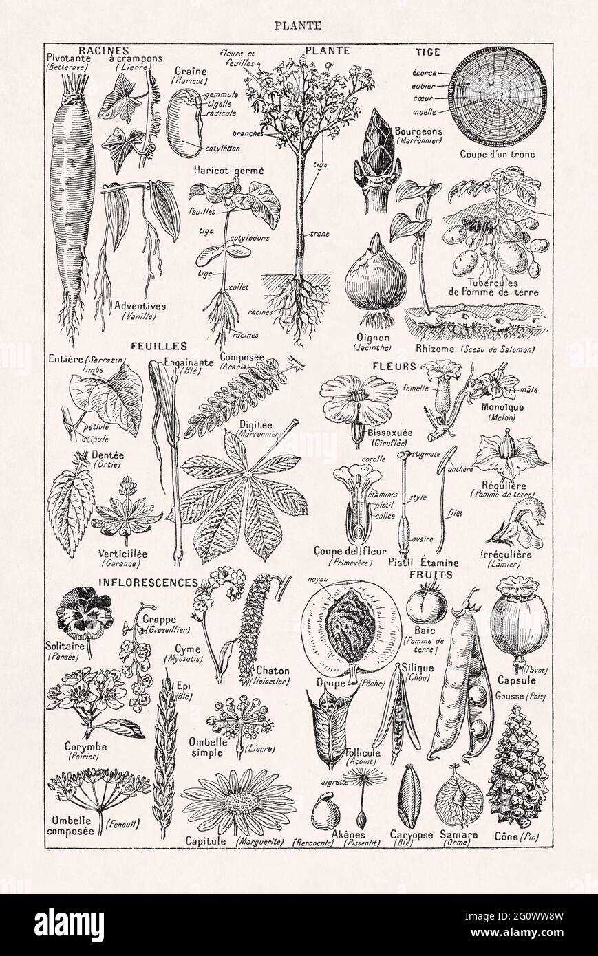 Old illustration about plants in the french dictionary "Dictionnaire ...