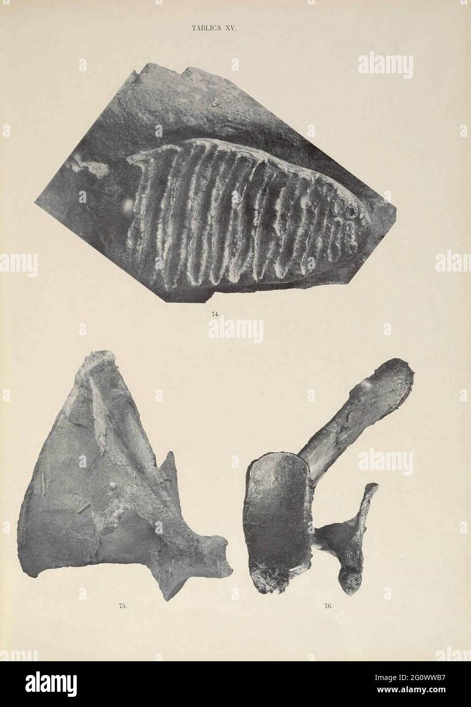 Skull prehistoric rhinoceros hi-res stock photography and images - Alamy