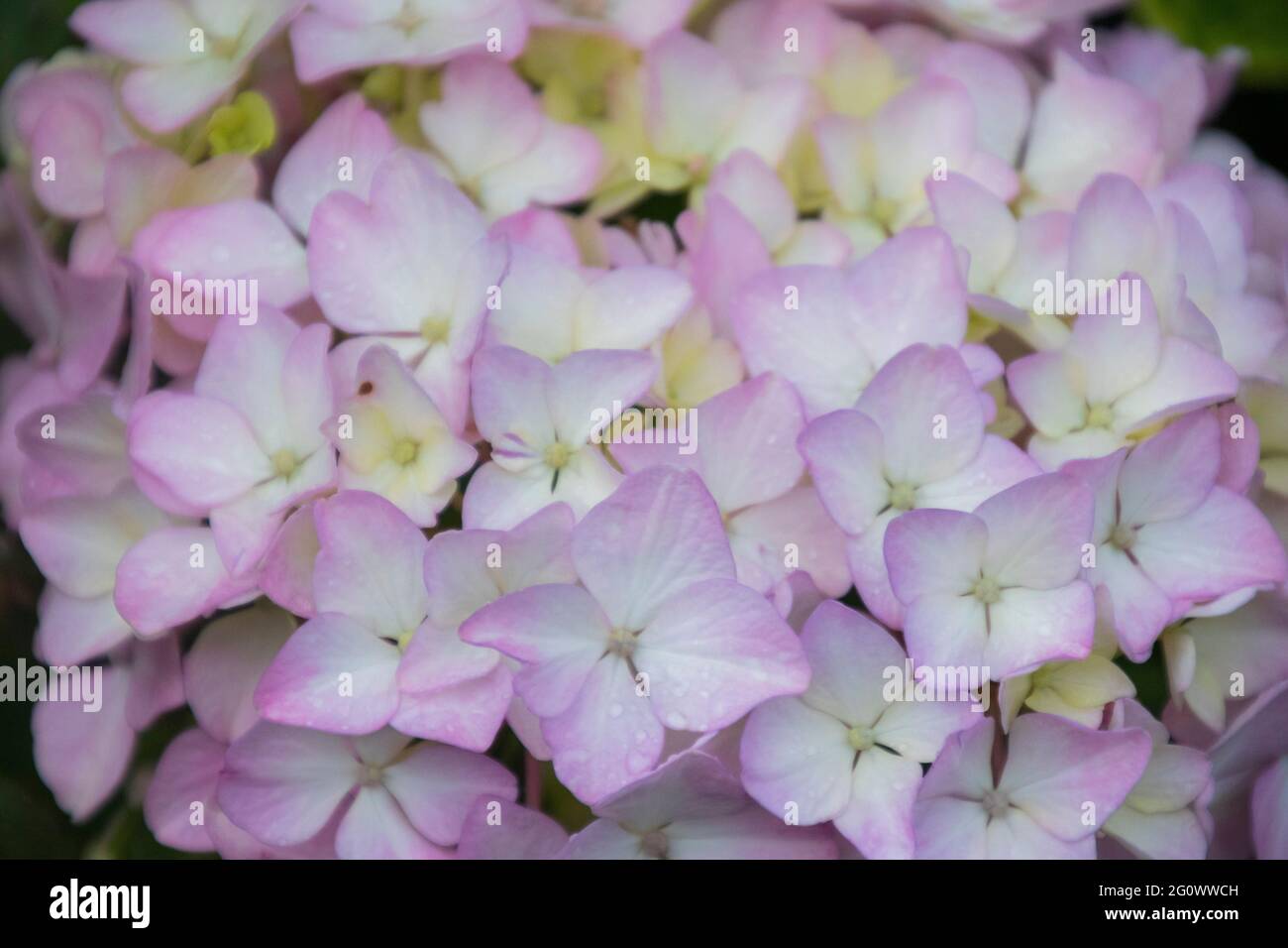 Nantucket island hydrangea hi-res stock photography and images - Alamy