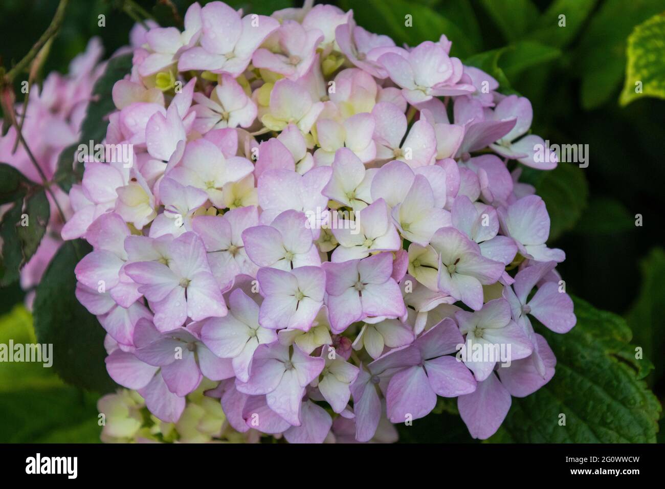 Hydrangea flowers in a park Stock Photo - Alamy