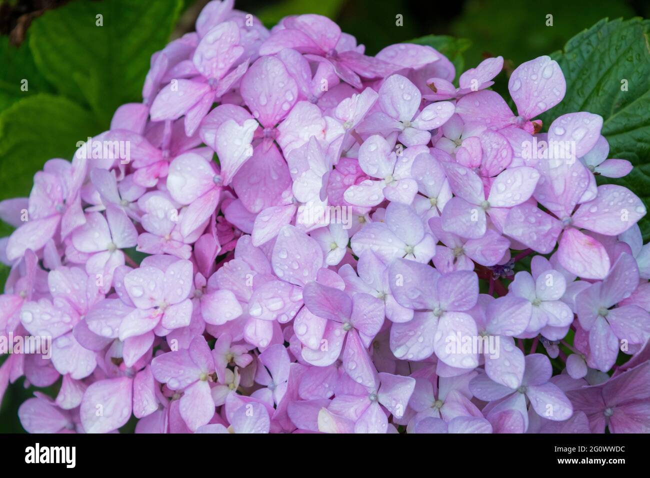Hydrangea nantucket garden hi-res stock photography and images - Alamy