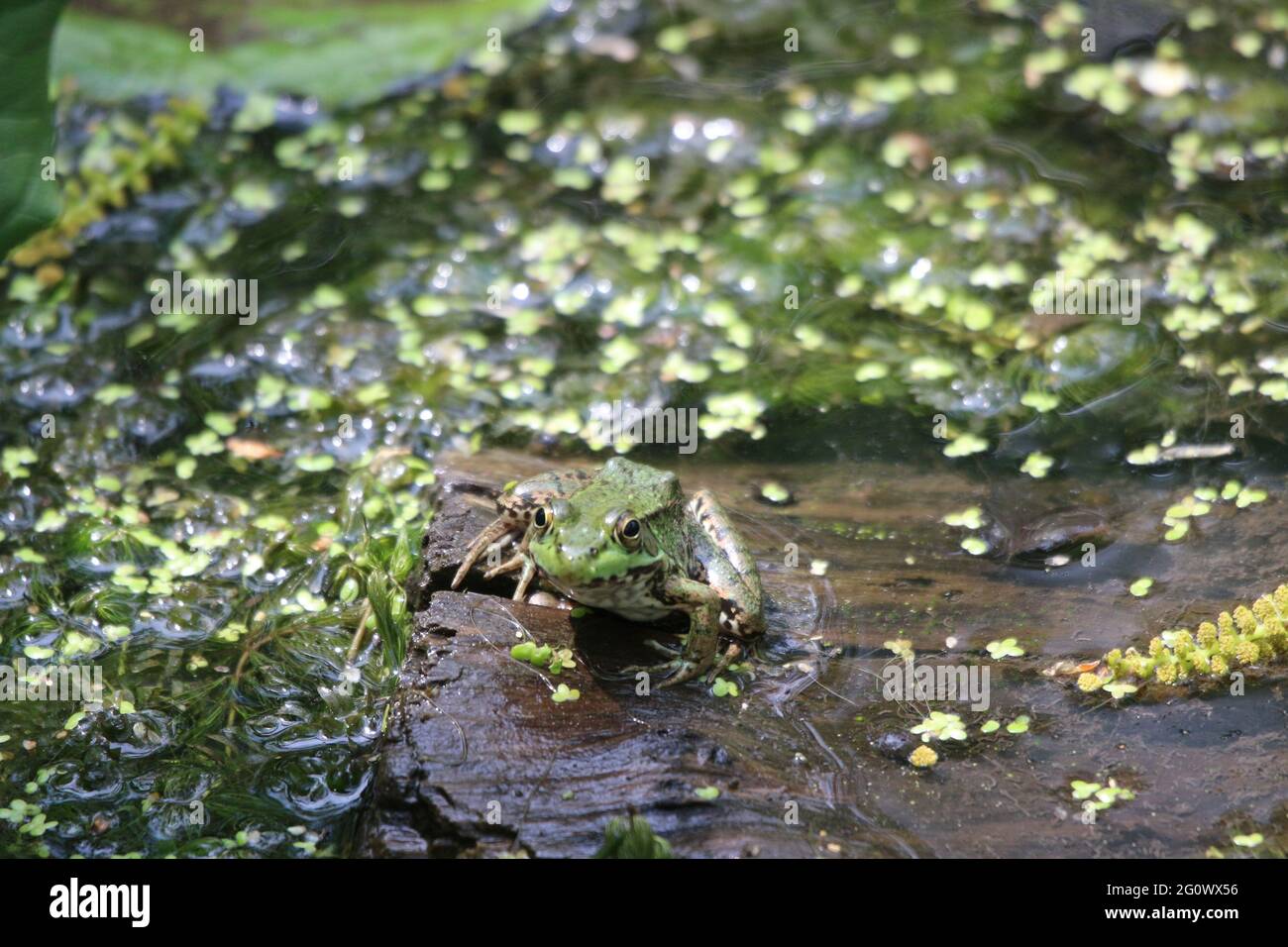 Closeup shot of a frog in the puddle Stock Photo - Alamy