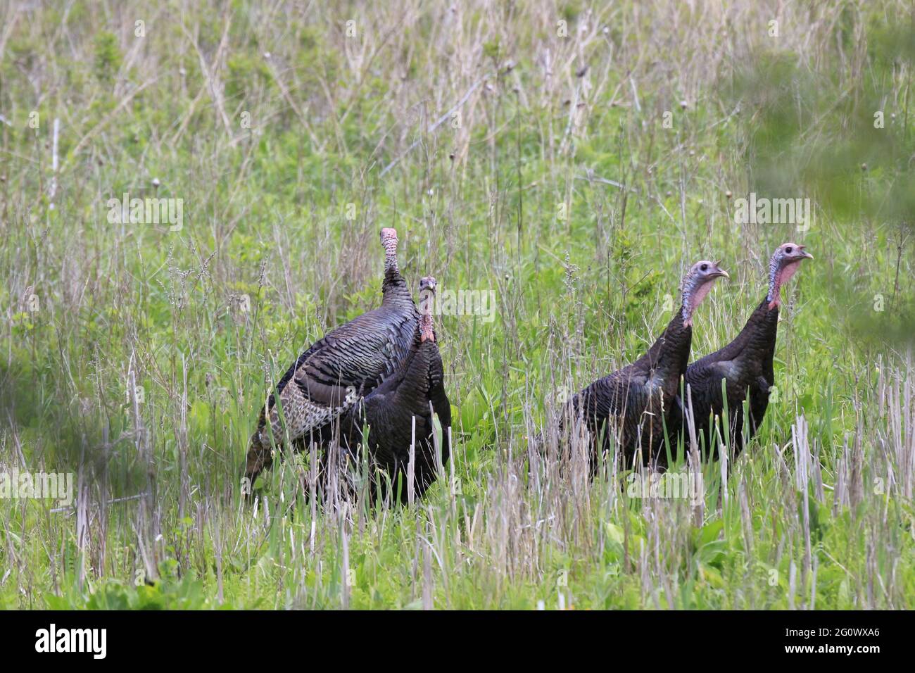 Black turkeys hi-res stock photography and images - Alamy