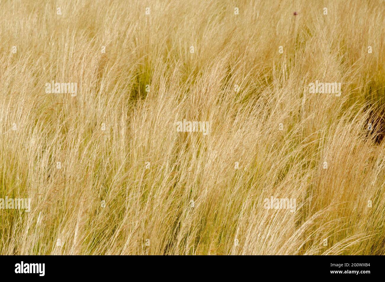 Dry Yellow Golden Grass Background Stock Photo - Alamy