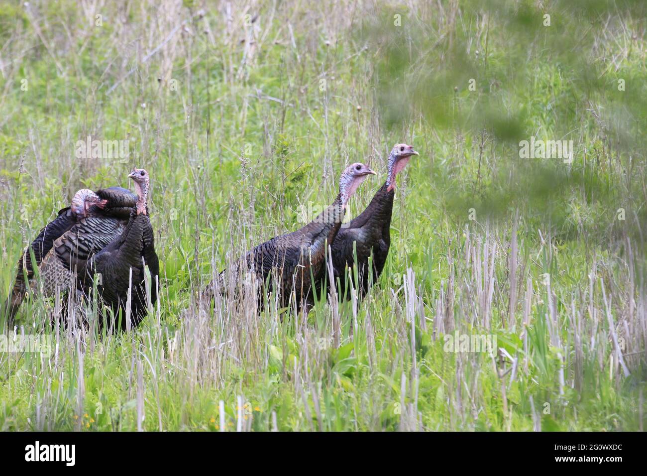 Black turkeys hi-res stock photography and images - Alamy