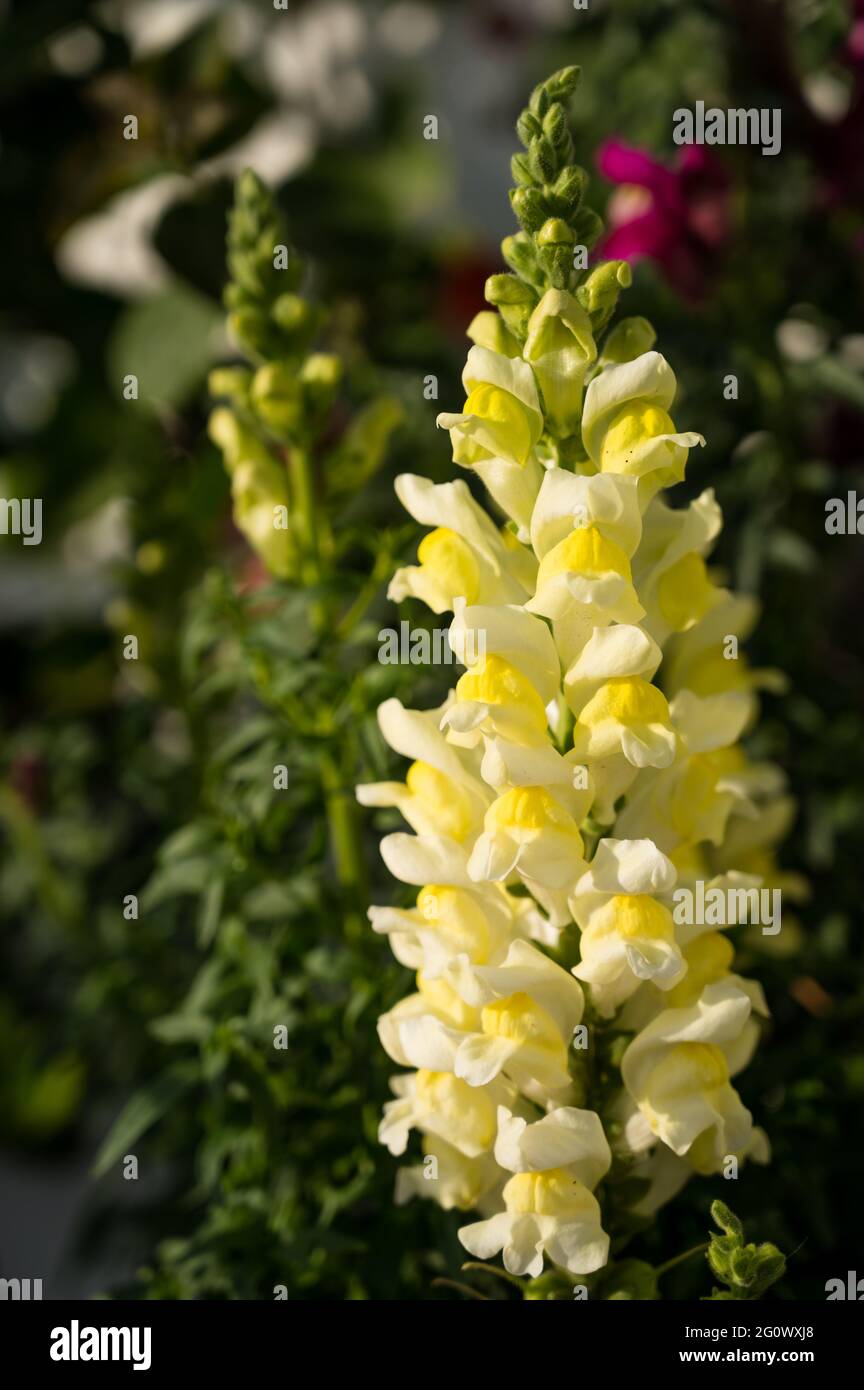 Linaria vulgaris blossom. Beautiful yellow flower. Close-up. Summer ...