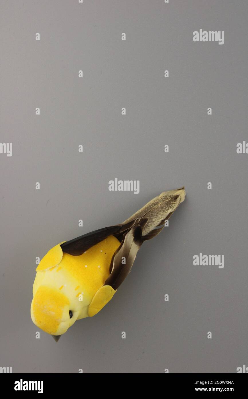 Yellow bird isolated on the bottom left hand of a grey background with ...