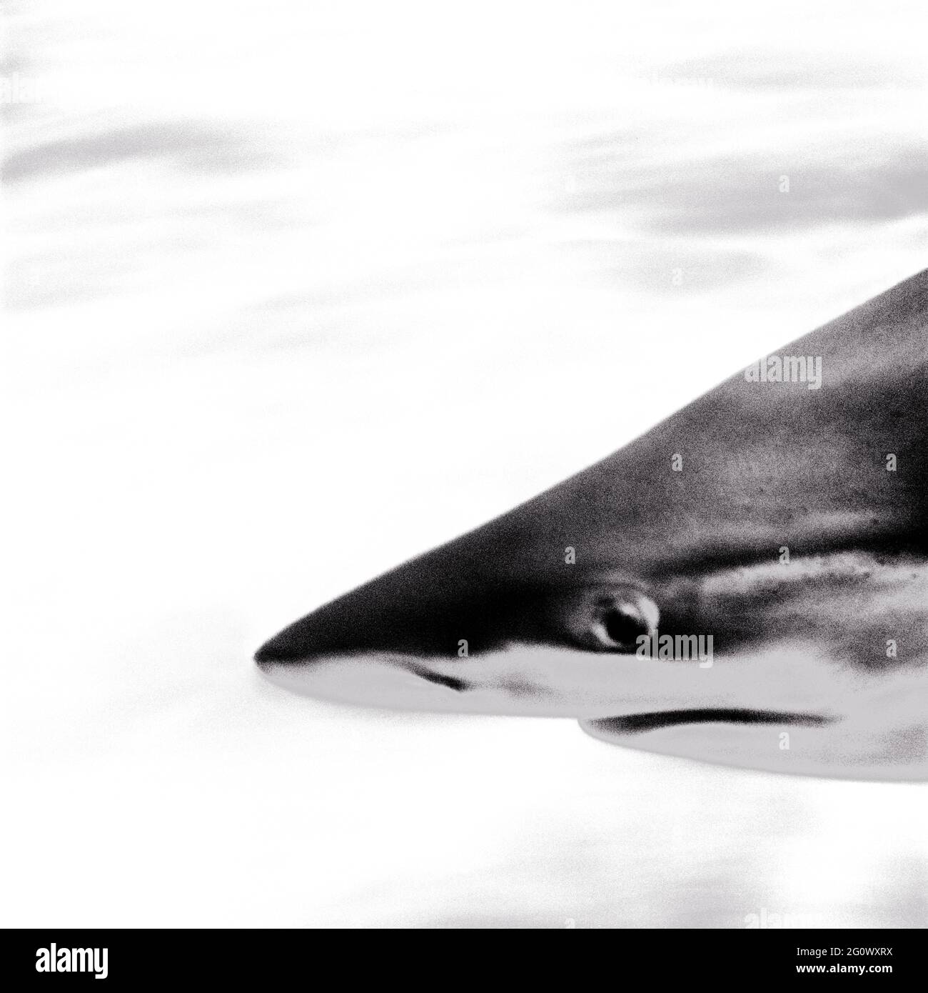 Shark scales dermal denticles hi-res stock photography and images - Alamy