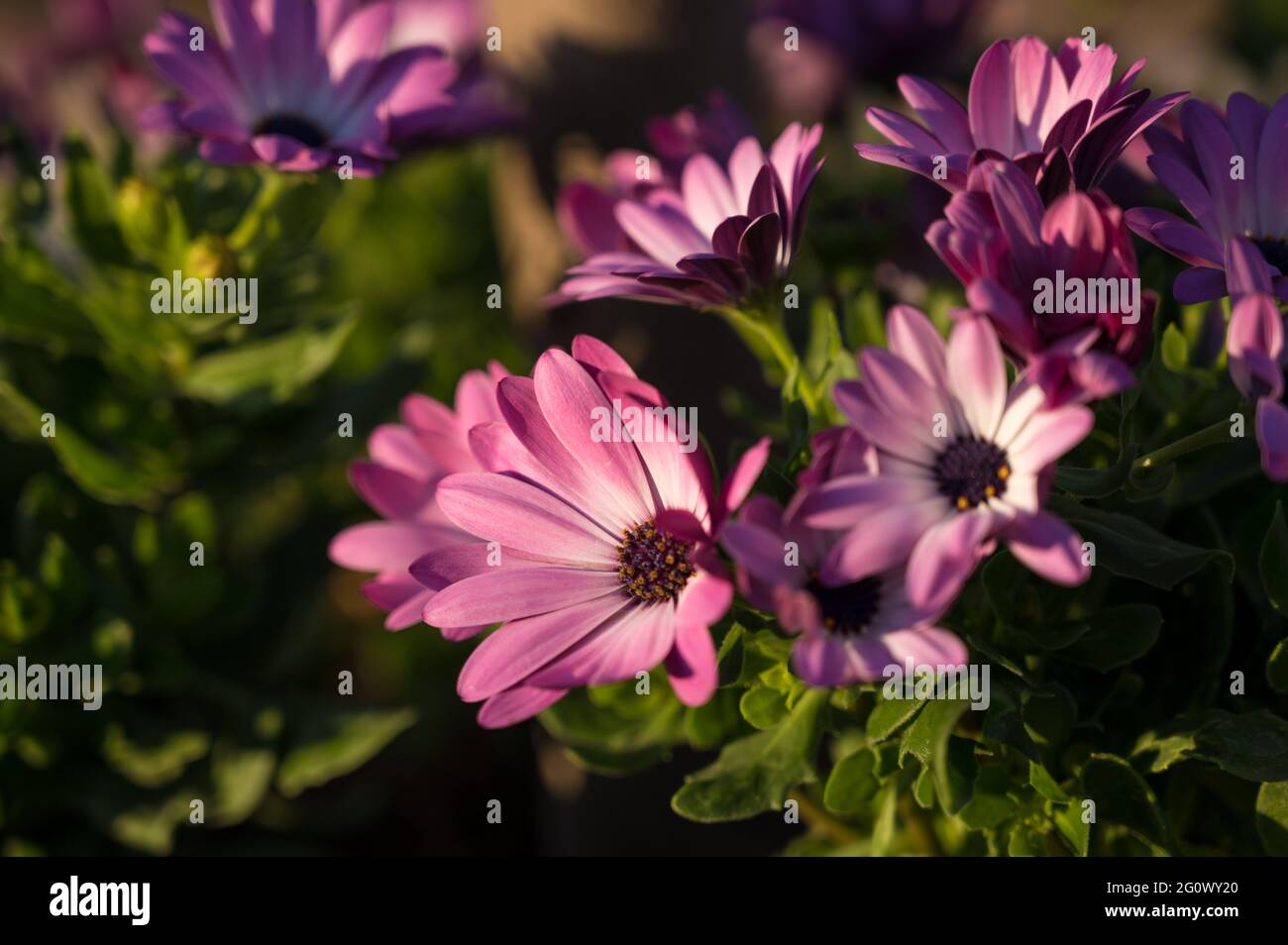 Dimorphotheca blossom. Close-up of light purple flowers. Green grass ...