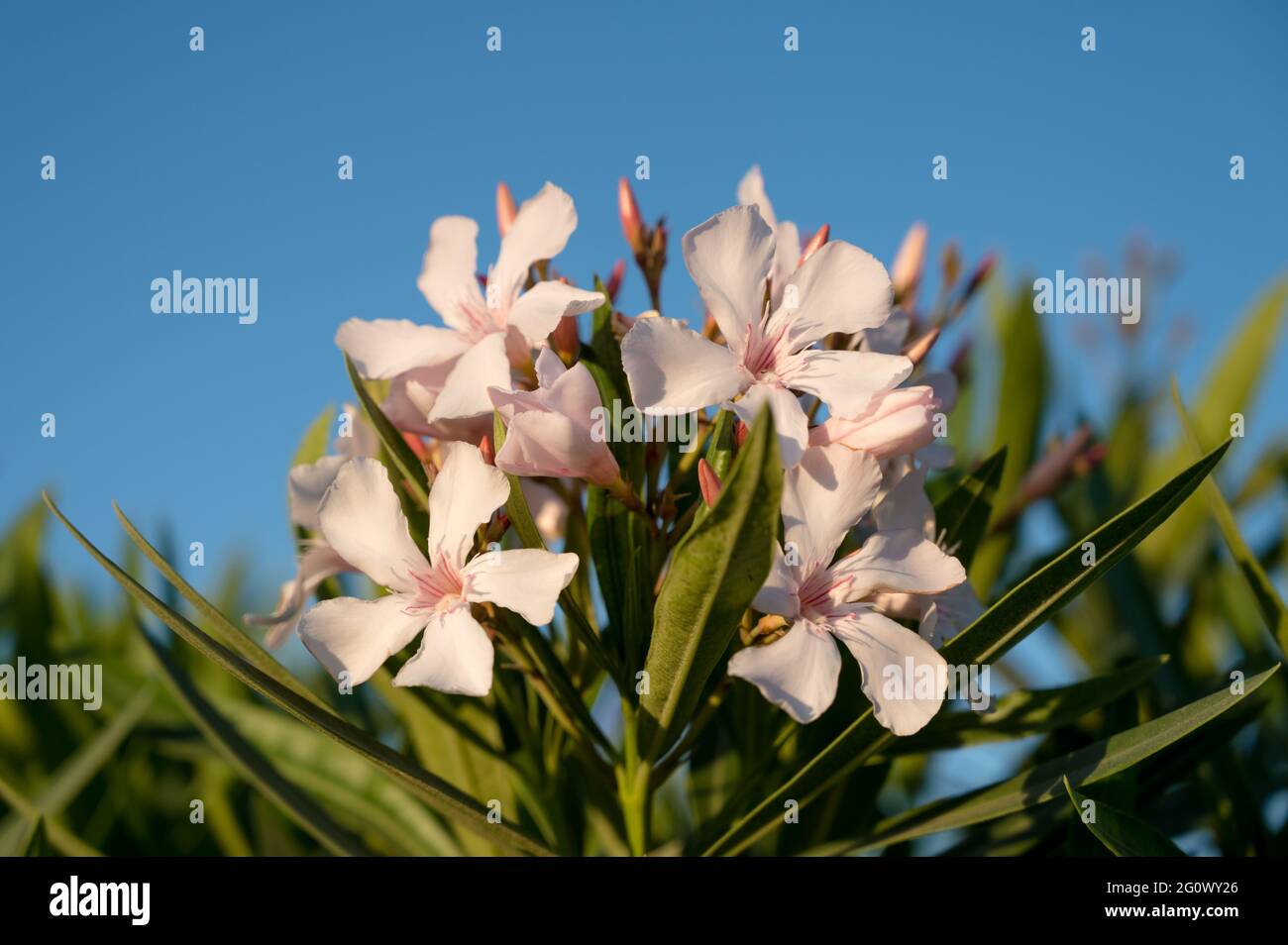 Nerium oleander blossom. Close-up of light pink flowers. Green grass ...