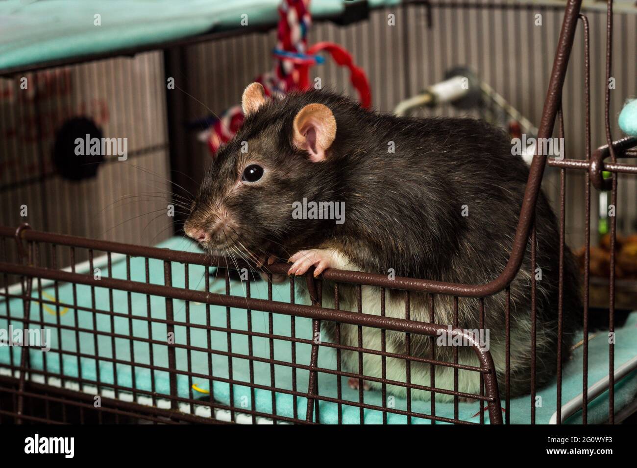 Friendly pet fancy berkshire rat playing in metal cage Stock Photo - Alamy