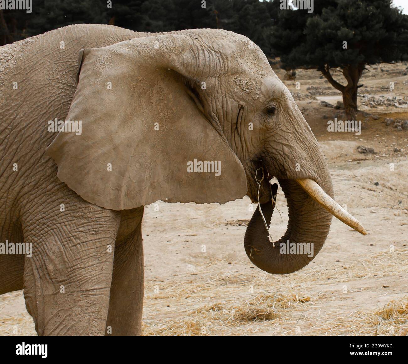 Shallow focus of an African elephant outdoors Stock Photo - Alamy