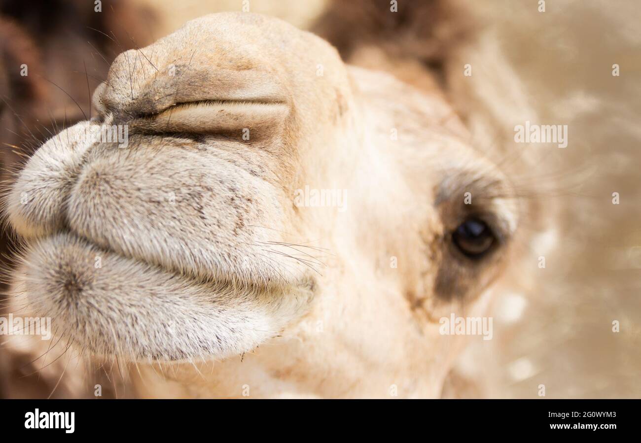Closeup shot of a camel's face Stock Photo - Alamy