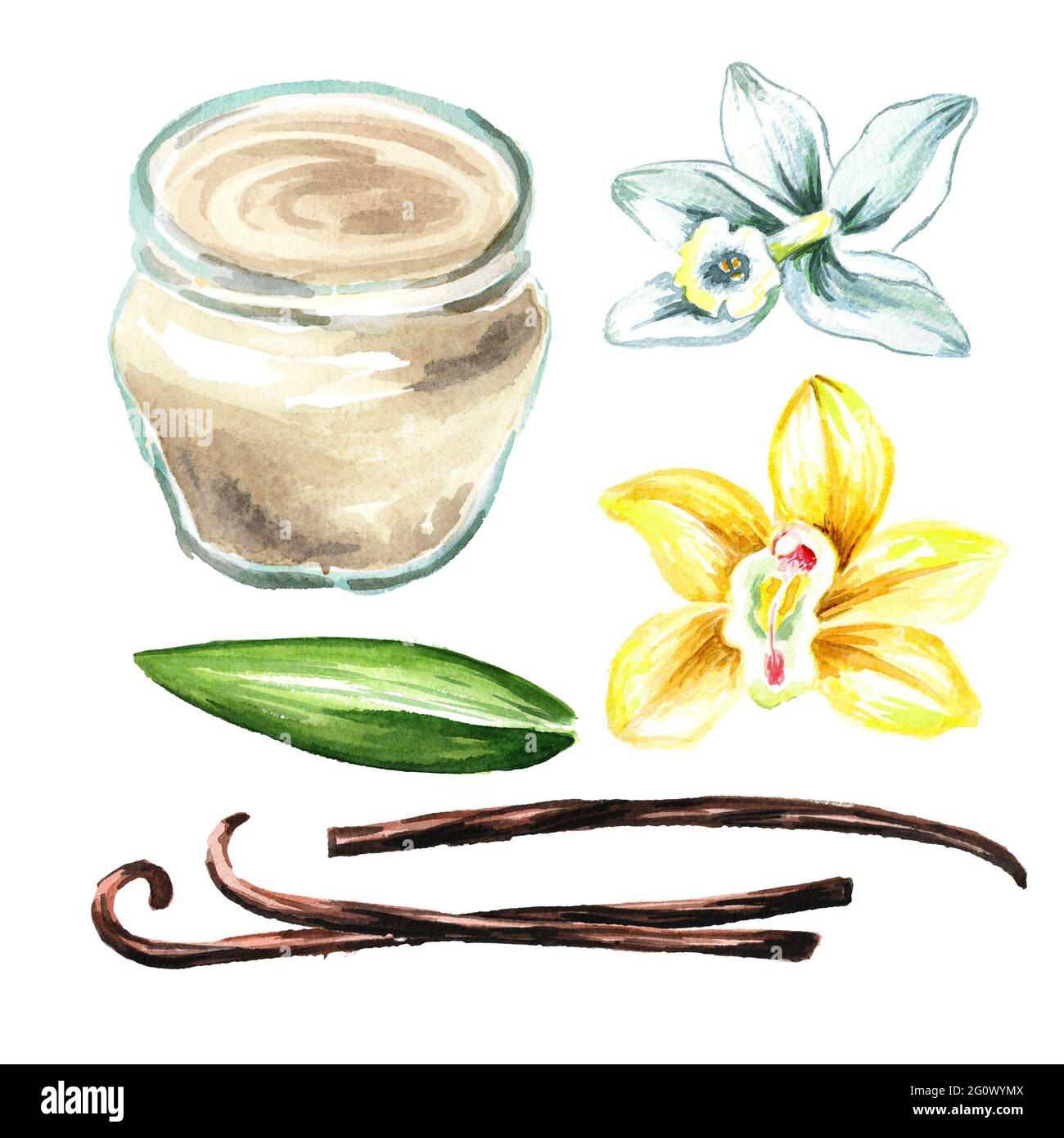 Vanilla cream with flower, leaf and pods set. Watercolor hand drawn ...