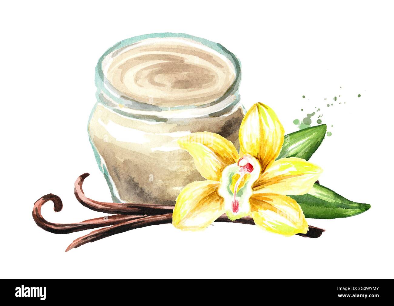 Vanilla cream with flower and pods. Watercolor hand drawn illustration ...