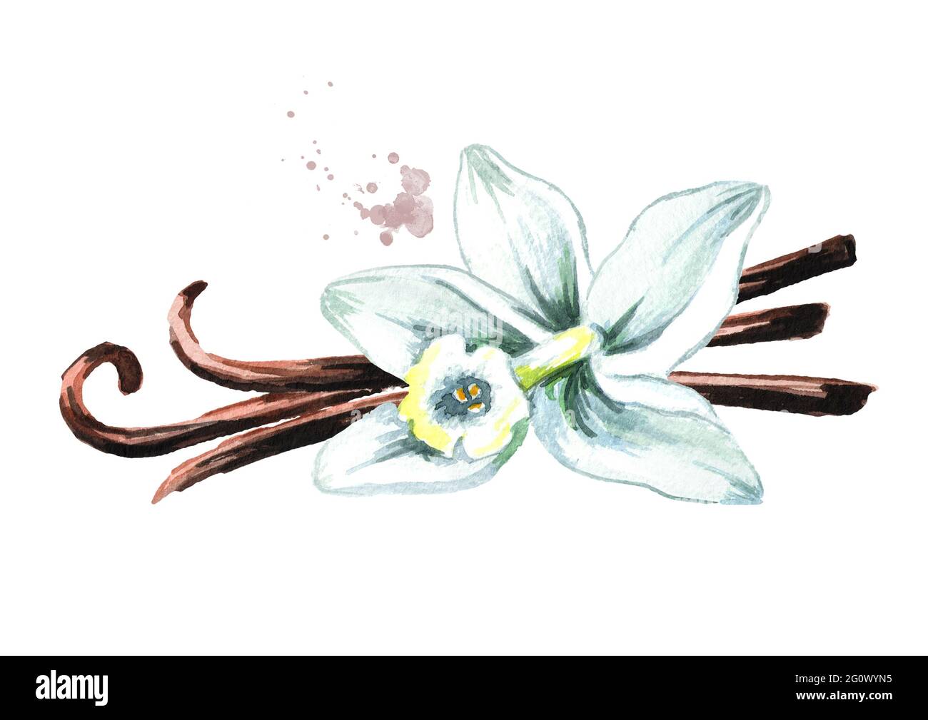 Vanilla flower and pods. Watercolor hand drawn illustration, isolated ...