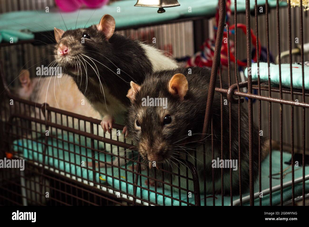 Friendly pet fancy berkshire and hooded rats playing in metal cage ...