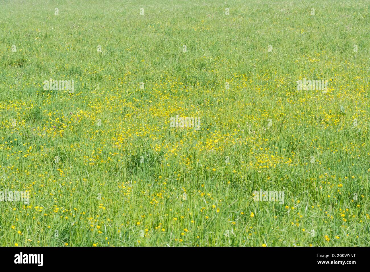 Mass of yellow flowered Creeping Buttercup / Ranunculus repens in ...