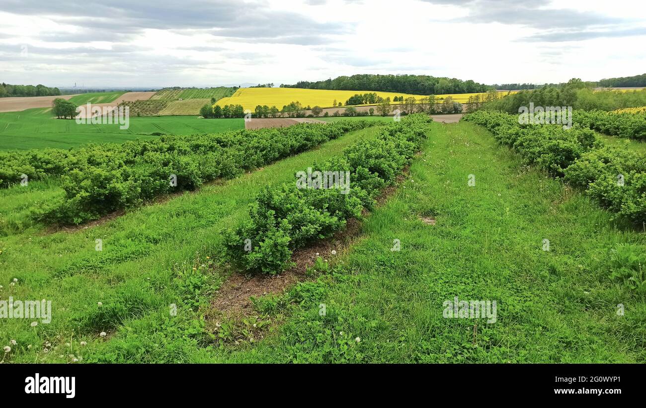 Green landscape in Lower Silesia area, currant field and yellow rape ...